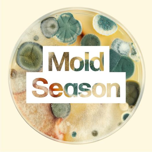 Mold Season In San Antonio: How To Stay Healthy